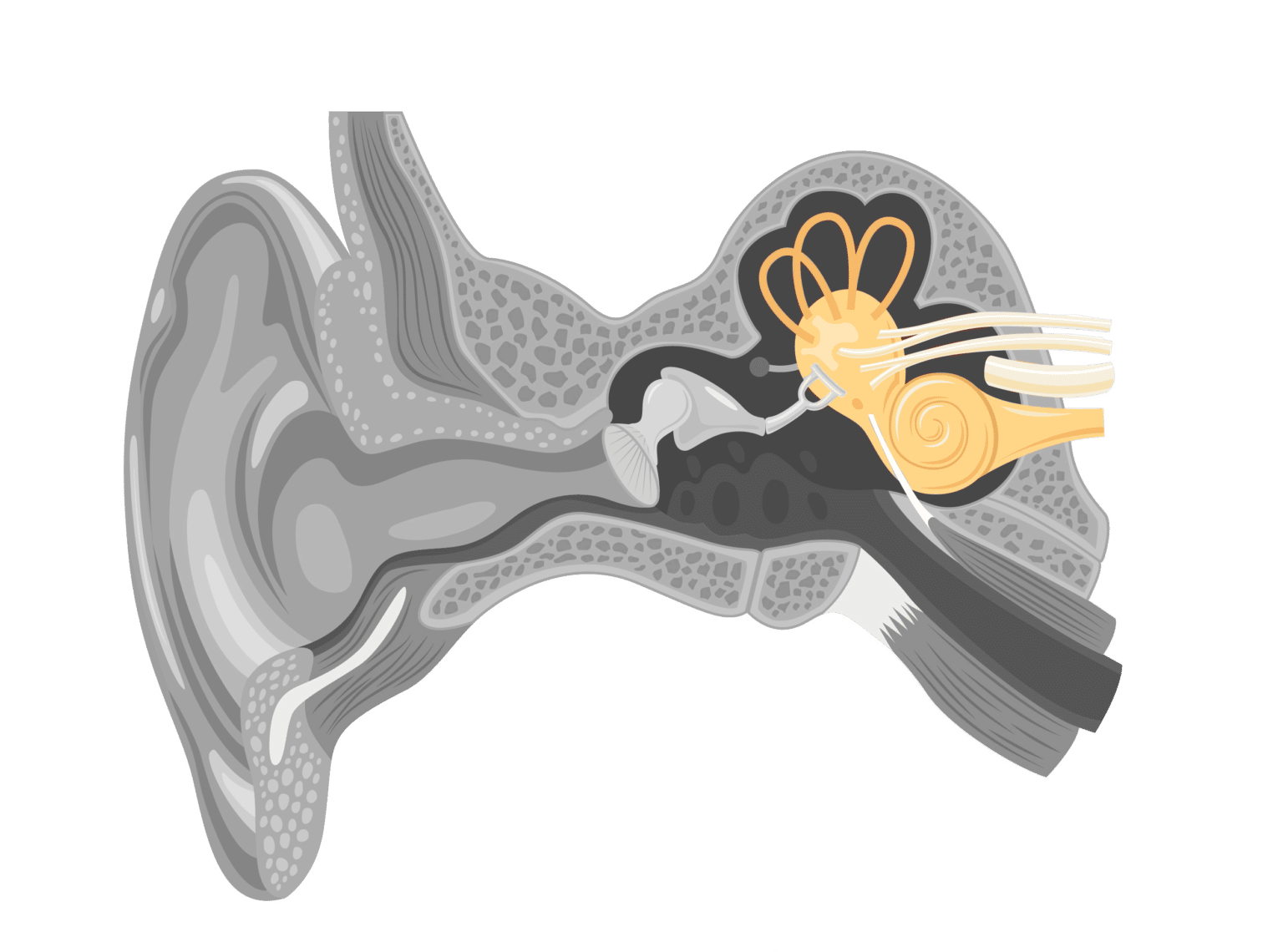 Le fonctionnement de l’oreille : tout savoir - BlaBla Audition
